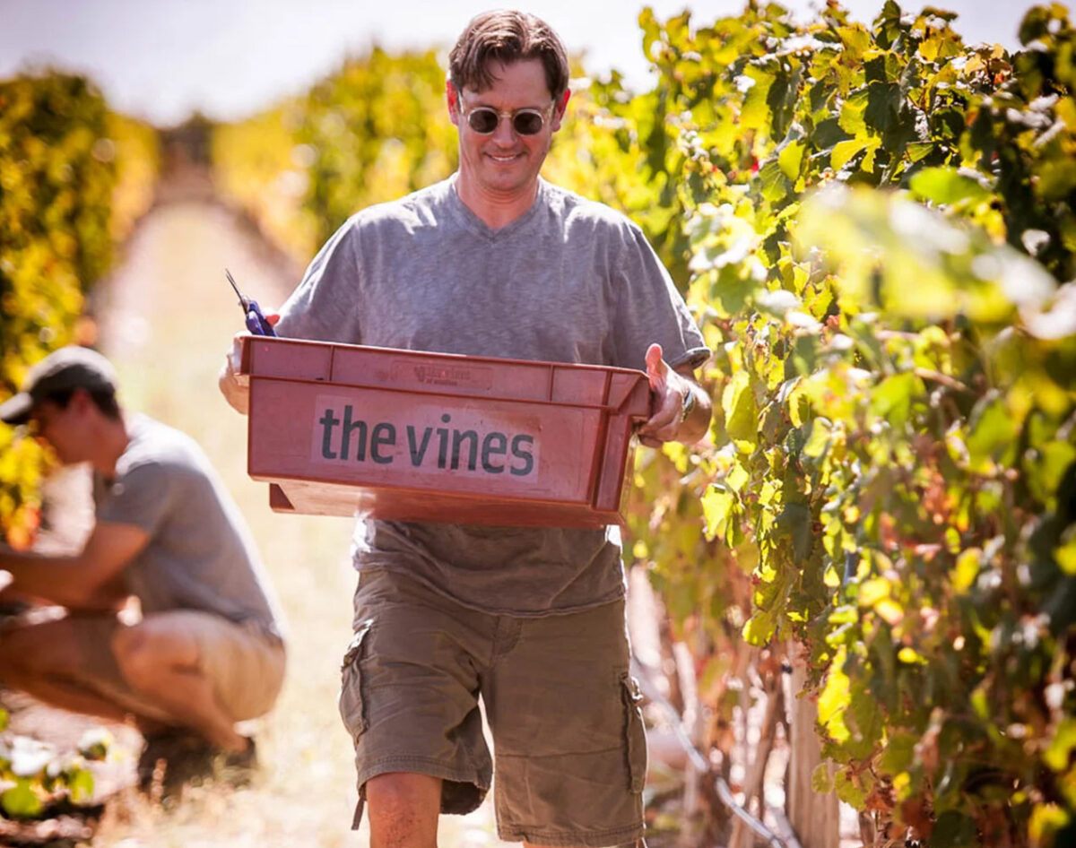 The vines of Mendoza